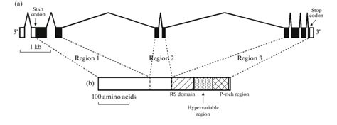 The Structure Of The Csd Gene A And The Protein Encoded By The Csd Download Scientific