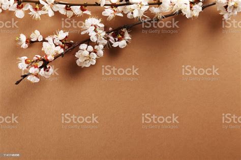 종이 배경에 흰색 분홍색 꽃을 많이 가진 봄 꽃 가지의 무리 소박한 구성의 봄 꽃 종이 질감 배경 닫기 복사 공간 평면도 0명에