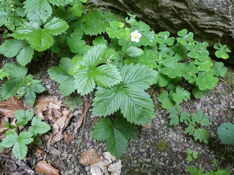 Walderdbeere Fragaria Vesca Wald Erdbeere Fragaria Vesc Flickr