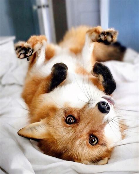 Juniper The Fox Instagram Star Domino Domino