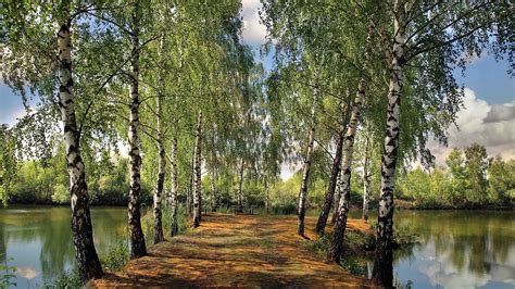 Березы у реки летом (75 фото)