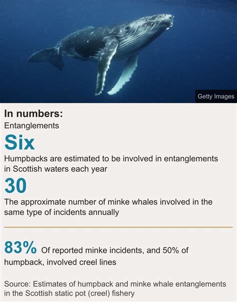 Rescuers Free Whale Trapped By Ropes Off Skye Bbc News