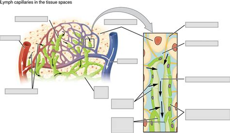 Lymphatic Capillary Diagram Quizlet