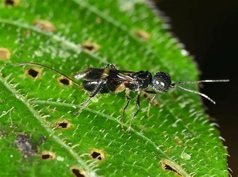 Rare New Wasp Species Named Iziko Museums