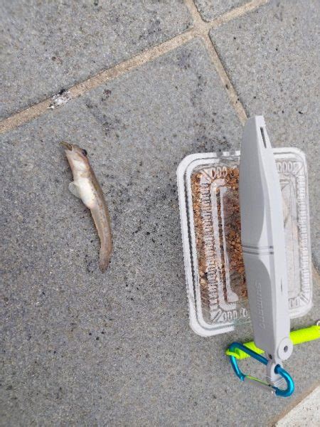 キス釣り 和歌山県 和歌山マリーナシティ ちょい投げ エソ 陸っぱり 釣り・魚釣り 釣果情報サイト カンパリ