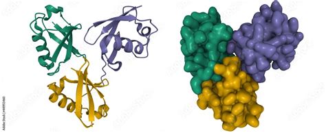 Crystal Structure Of Branched K11 K48 Linked Tri Ubiquitin 3d Cartoon And Gaussian Surface