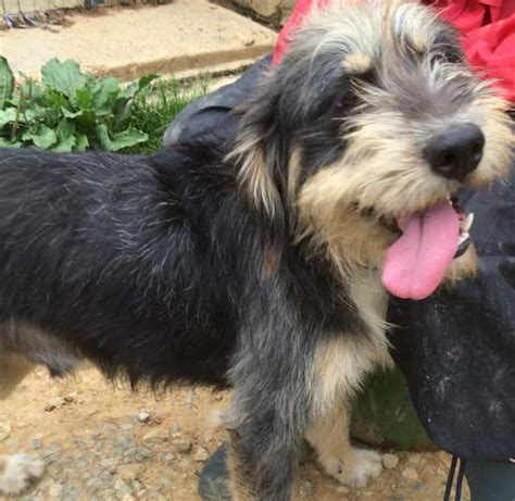 Fraguel perro adoptado en Oviedo Asturias Bambú difunde