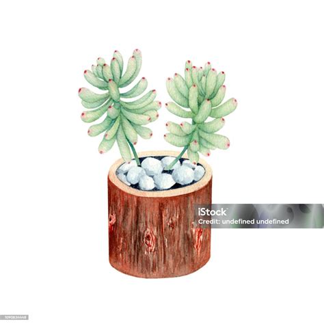 多肉植物水彩イラスト手描き動植物の絵します白い背景の上の植木鉢のサボテンと水彩イラスト みずみずしいのベクターアート素材や画像を多数ご用意