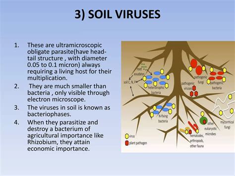 Soil Organisms Functions And Their Role In Soil Fertility PPTX