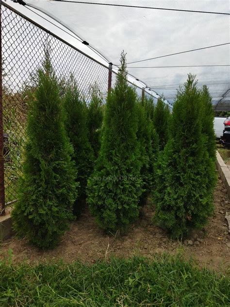 Туи жива ограда Цветя декоративни растения Пловдив Продавам Източни Туи Смарагд за