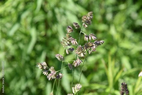 Orchardgrass Hay