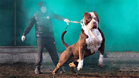 What Other Breeds Look Like Pit Bulls