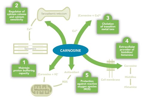 How Carnosyn® Works In The Body Carnosyn® Beta Alanine