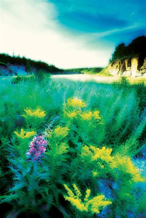 Wild Plant Life Photograph By Darwin Wiggett Fine Art America