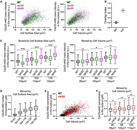 the fission yeast cell size control system integrates pathways measuring cell surface area