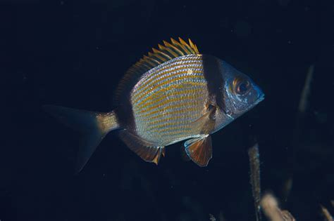 해양 생물 Diplodus Vulgaris 2 밴드 도미 물고기 수중 지중해 스쿠버 다이버 관점 0명에 대한 스톡 사진 및 기타