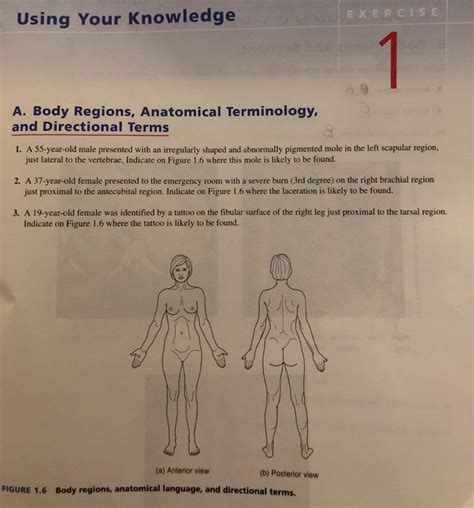 Solved Using Your Knowledge Exercise A A Body Regions Chegg
