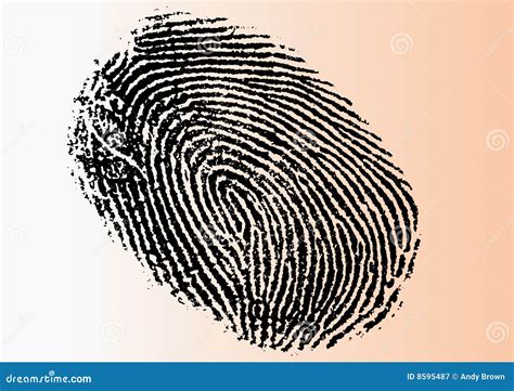 Very Detailed Vector Fingerprint Stock Vector Illustration Of