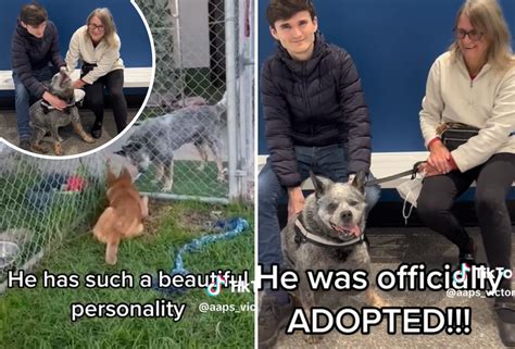 Hearts Melt As 14 Year Old Shelter Dog Finally Finds His Forever Home
