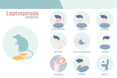 Infographic Of Leptospirosis Symptoms 9485323 Vector Art At Vecteezy