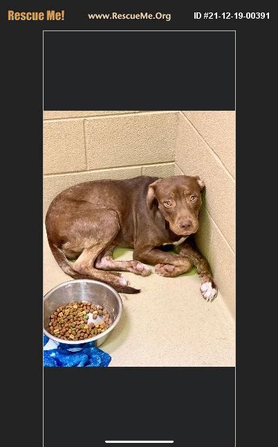 Adopt 21121900391 ~ Lab Rescue ~ Ellenwood Ga