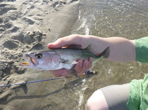 Orange Mouth Corvina I Caught A Few Months Back In Mission Bay West