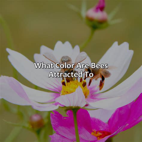 What Color Are Bees Attracted To