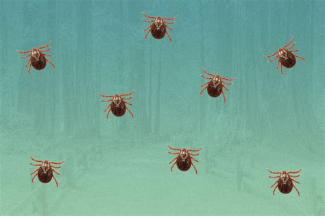 What To Know About Tick Bites And Tick Borne Illnesses The Washington