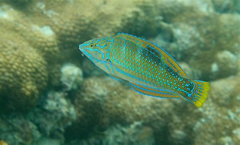 Caribbean Reef Fish 5 Most Common Caribbean Fish Species