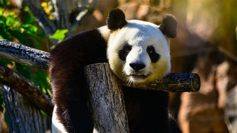なぜパンダは白・黒の色なのか？ Gigazine