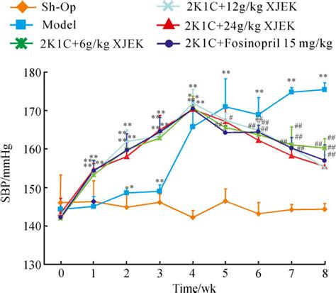 Development Of SBP In The Six Experimental Groups During A 8 Week Download Scientific Diagram