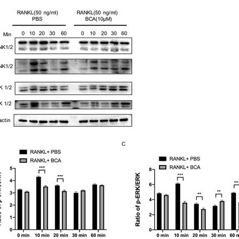 Bca Inhibits The Rankl Induced Mapk Signaling Pathway A