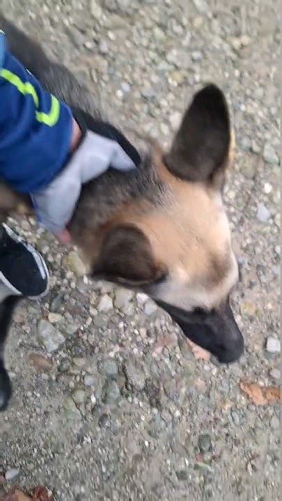 Morning Ride बिच जंगलमा German Shepherd भेट्दा । Youtube