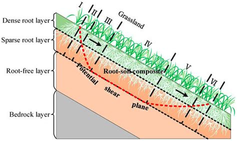Herbaceous Vegetation In Slope Stabilization A Comparative Review Of Mechanisms Advantages