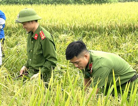 ️ Nhằm Giúp Người Dân Thu Hoạch Lúa Chín Trong điều Kiện Thời Tiết Nắng