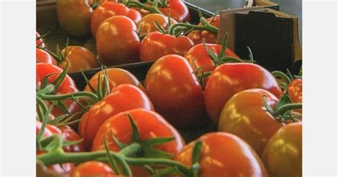 Rise In Tomato Prices Halted