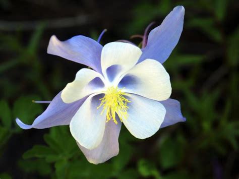 Columbine Colorado State Flower By Marilyn Hunt