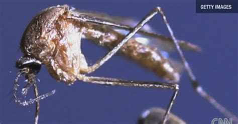 美 괴물 모기 등장 일반 모기의 20배 크기 통증도 유발