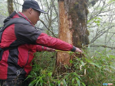 四川臥龍科考隊員遇頑皮野生熊貓寶寶爬樹 每日頭條