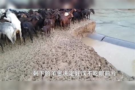 羊群不敢过河主人出骚招举起一只羊就往河里扔羊啊啊啊 过河 羊群 主人