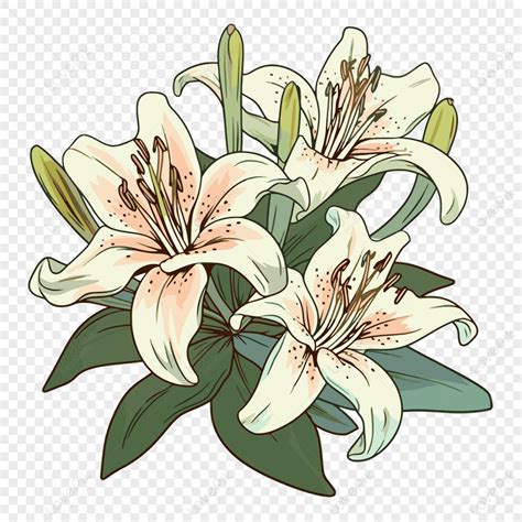 Lillies 클립 아트 빈티지 아트 만화에서 흰색 백합 꽃 벡터 일러스트 레이 션삽화식물학 Png 일러스트 무료 다운로드