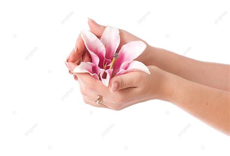 White Background With Luscious Lily Flower And Womans Graceful Hands