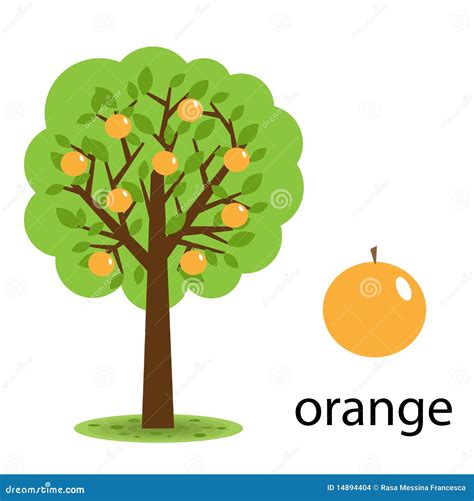 树的结构分解图树的结构分解图及名称树木横切面结构功能图第3页大山谷图库