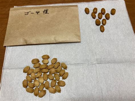 ゴーヤの種が仲間入り 当重茜公式ブログ