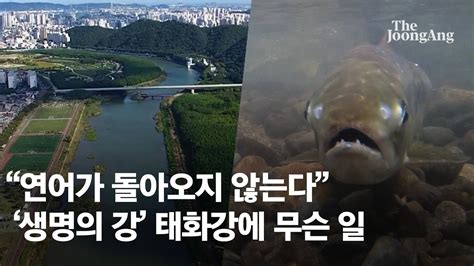 “연어가 돌아오지 않는다”‘생명의 강 태화강에 무슨 일 Youtube