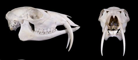 Adorable Deer Species With Vampire Fangs Is Actually Real