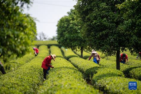 春意正浓茶飘香 不负春光采制忙 组图 图片中国 中国网