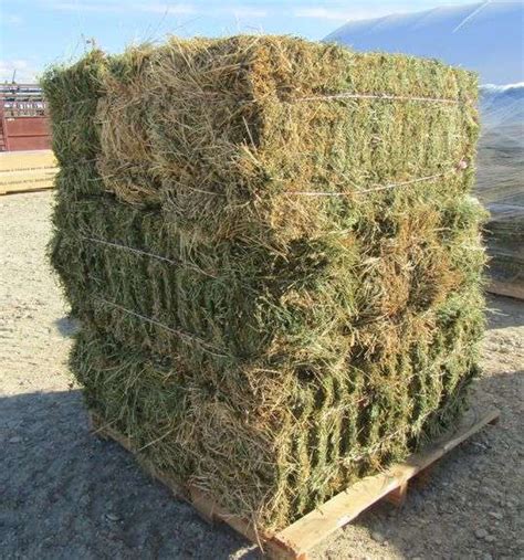 Z 1339 Alfalfa 2 String Hay Bales 9 Pickett Auction Service