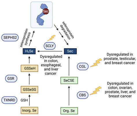 Metabolism Of Selenium Selenocysteine And Selenoproteins In
