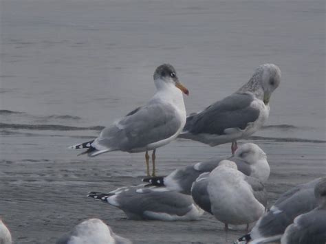 野鳥紀スマホ版野鳥の写真集オオズグロカモメ